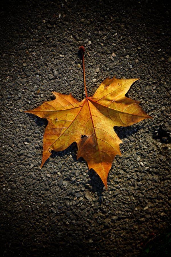 Rusted Leaf on the Concrete Stock Image - Image of leaf, outdoor: 263723007