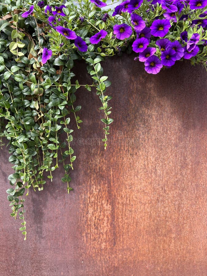 Green Plant stock image. Image of creeper, plant, bloom - 262751107