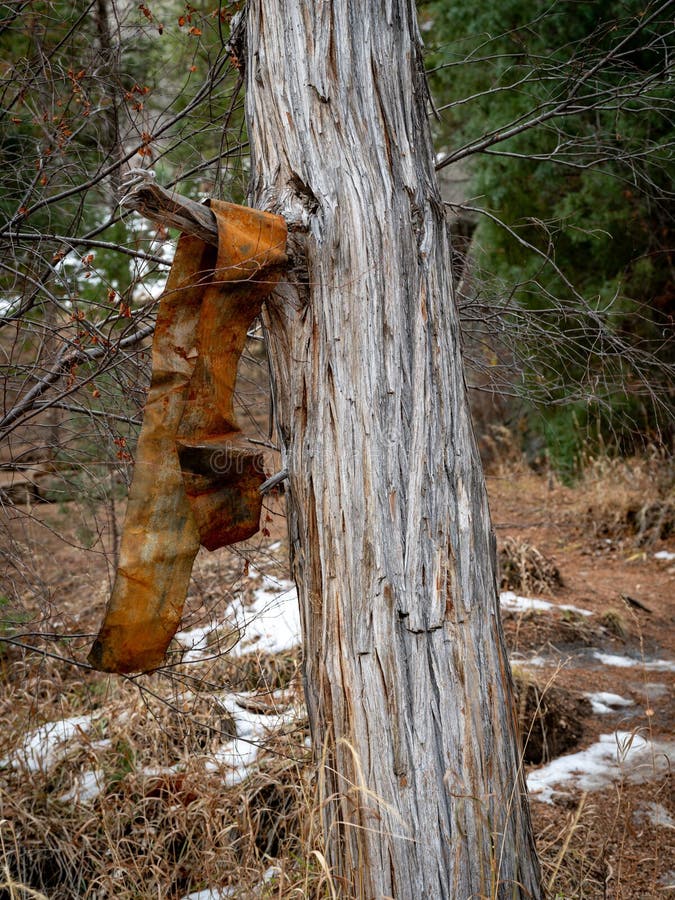 Rusted Scrap Tin Hanging in a Trees Stock Image - Image of river ...