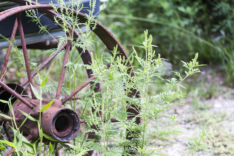 Rusted Wheel Hub Spokes Rim Stock Image - Image of junker, summer: 74464729