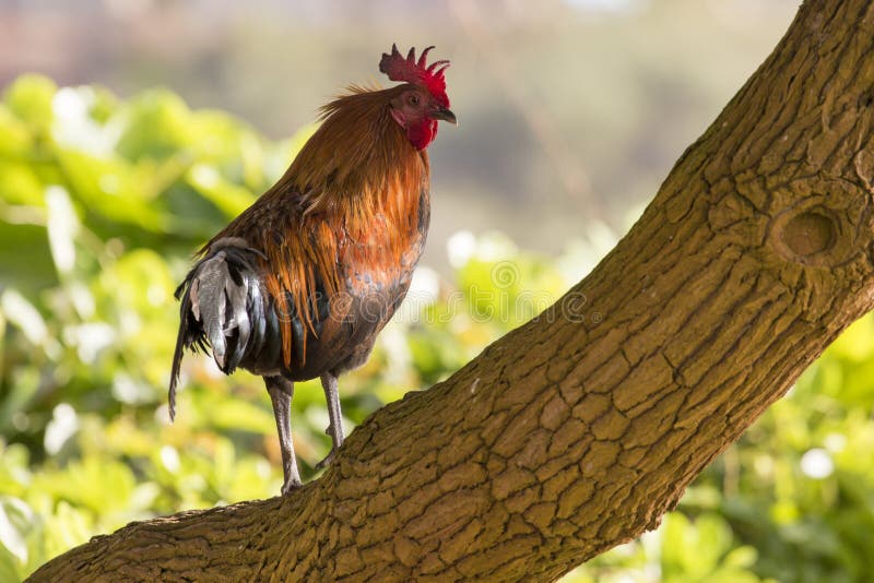 Ruster Chicken Portrait in Hawaii Stock Image - Image of domesticus ...