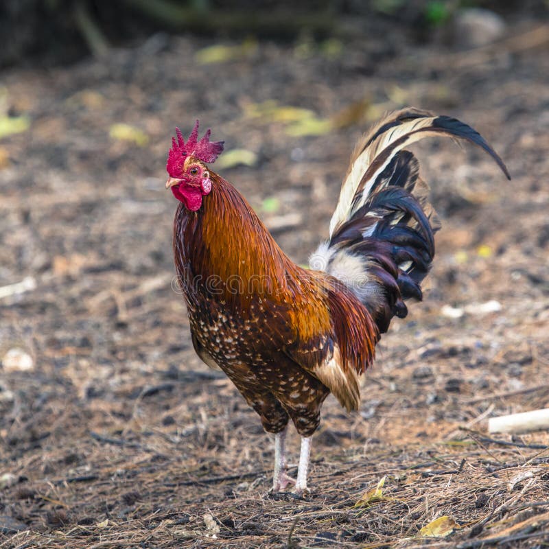 Ruster Chicken Portrait in Hawaii Stock Photo - Image of beautiful ...