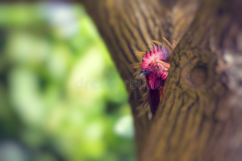 Ruster Chicken Portrait in Hawaii Stock Image - Image of farm, chicken ...