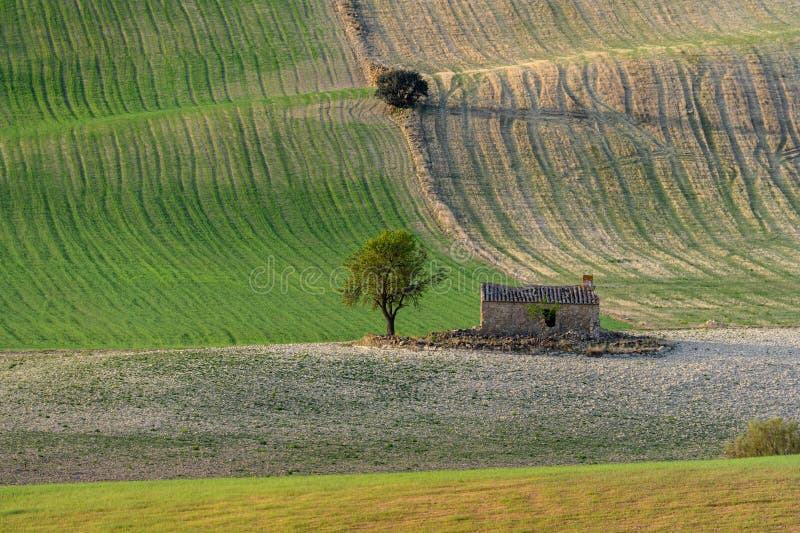 Rustic Abandoned Stone Building and Lone Tree in Striped Fields Stock ...
