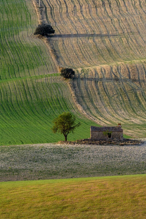 Rustic Abandoned Stone Building and Lone Tree in Striped Fields Stock ...