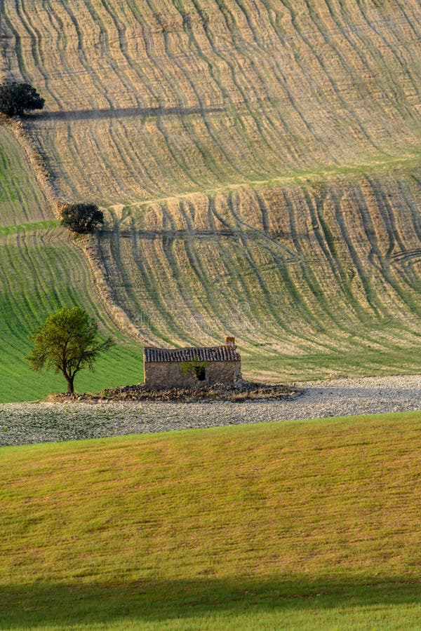 Rustic Abandoned Stone Building and Lone Tree in Striped Fields Stock ...