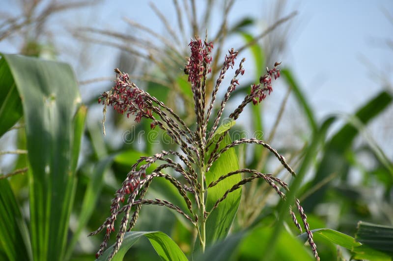 Rustic Agriculture of Cuba. Corn Flower or Spike Stock Photo - Image of ...