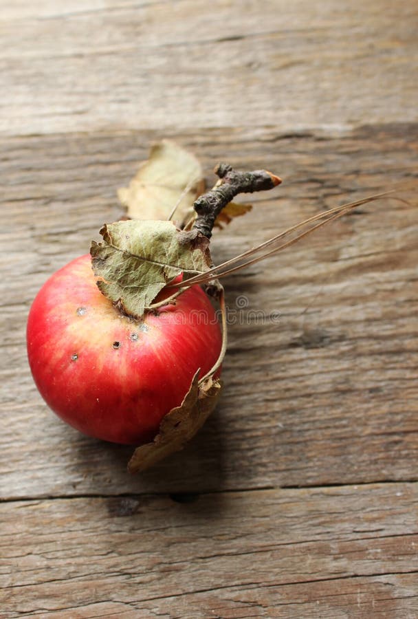 1,806 Damaged Fruits Stock Photos - Free & Royalty-Free Stock Photos ...