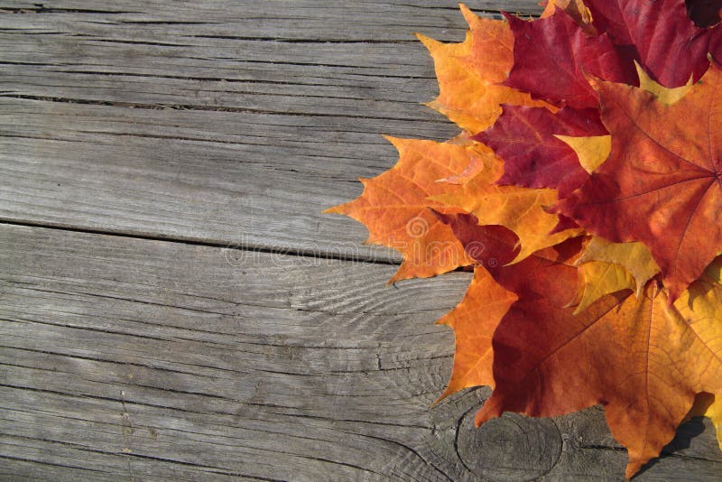 Rustic Autumn Theme with Colorful Maple Leaves Stock Photo - Image of ...