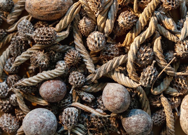 Rustic Background Natural Composition Cone Nut Mix Stock Image - Image ...