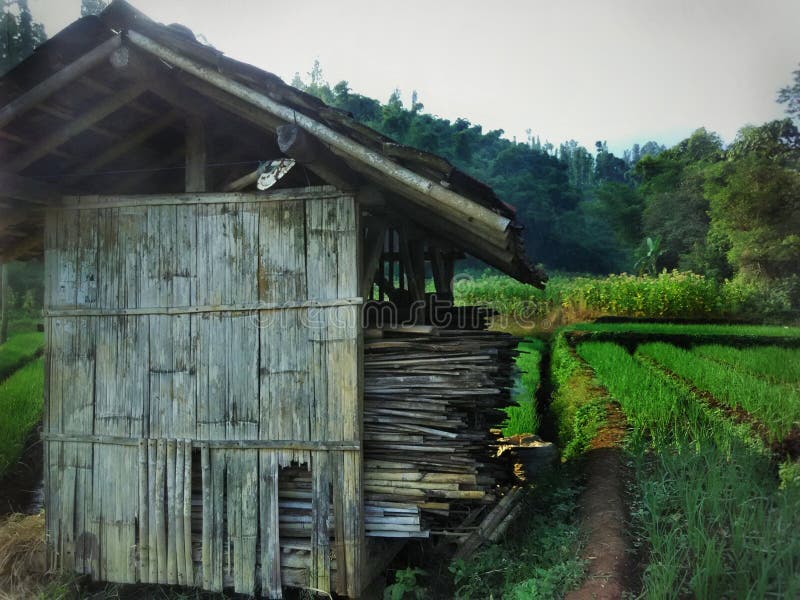 A Bamboo Hut in a Rice Field Stock Photo - Image of ruins, features ...