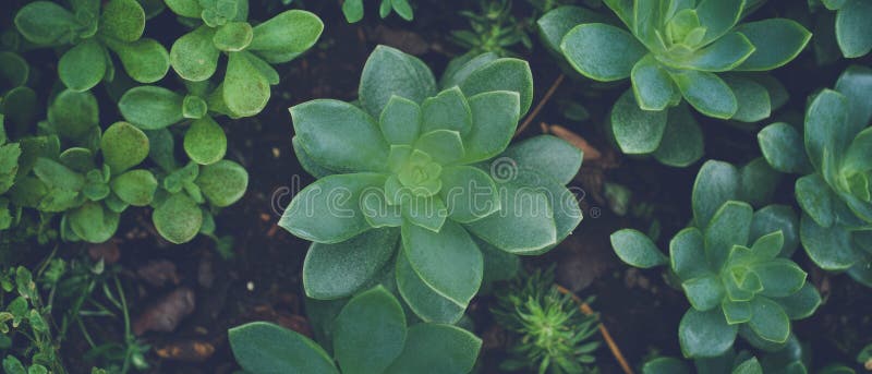 Rustic Banner Template Featuring Blank Space on a Textured Wood ...