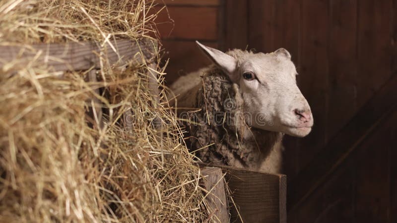 Rustic Barn, Calm Sheep, Serene Expression Stock Footage - Video of ...