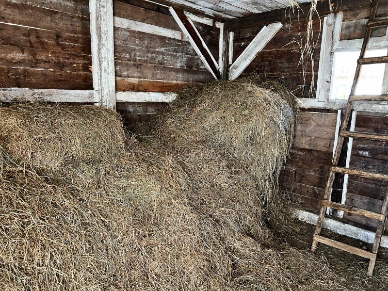 Rustic Barn Interior with Hay Piles and Wooden Structures in Natural ...