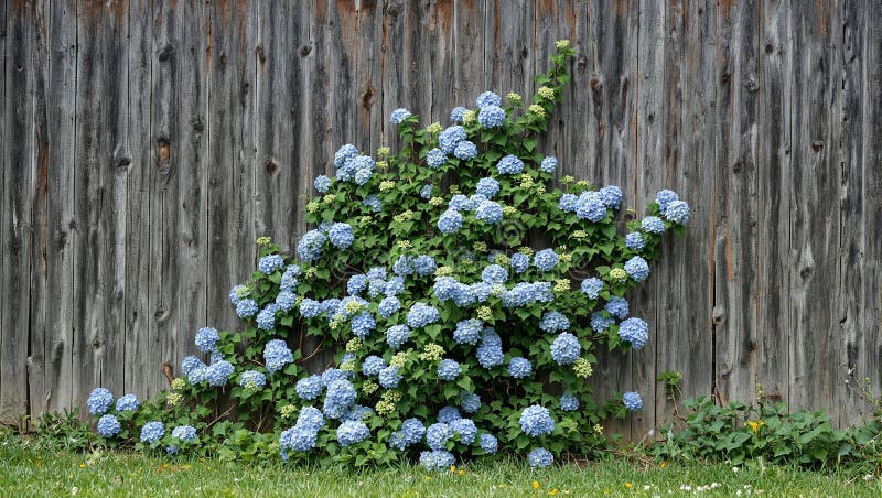Rustic Barn Wall Adorned with Climbing Blue Hydrangeas Stock ...