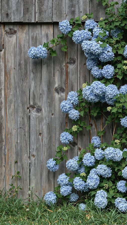 Rustic Barn Wall Adorned with Climbing Blue Hydrangeas Stock ...