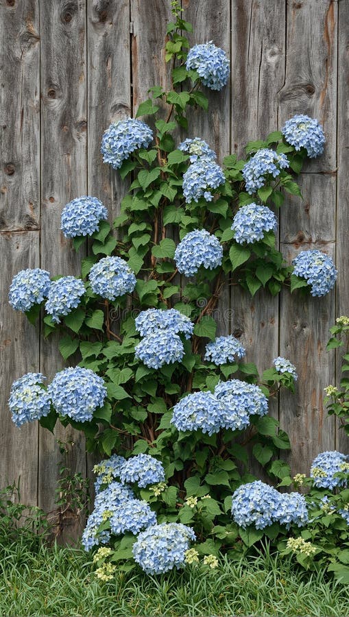 Rustic Barn Wall Adorned with Climbing Blue Hydrangeas Stock ...