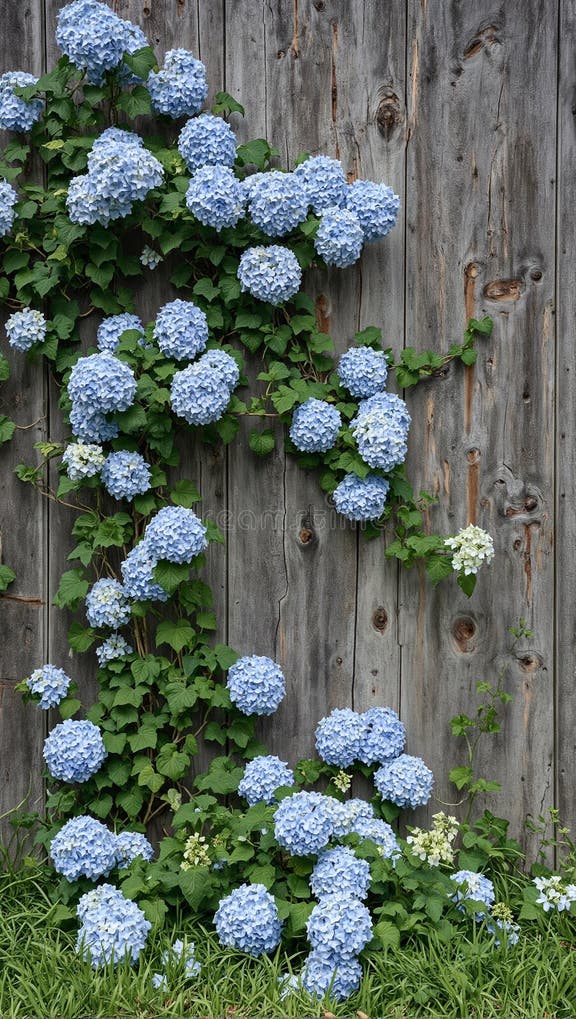 Rustic Barn Wall Adorned with Climbing Blue Hydrangeas Stock ...