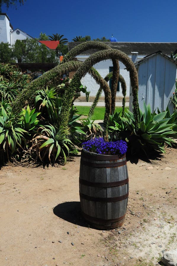 Rustic Barrel with Purple Flowers in Sunlit Garden Greenery Stock Image ...