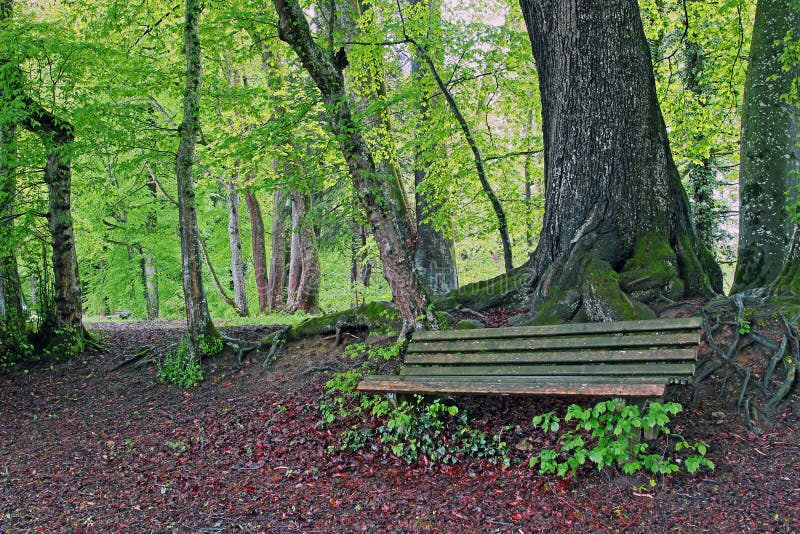 Rustic Bench stock photo. Image of retro, overgrown, garden - 13530790