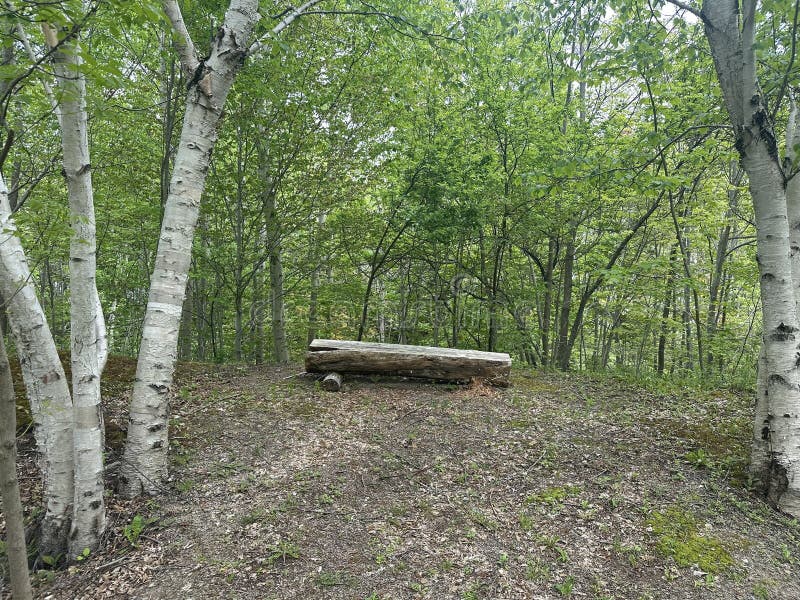 A Rustic Bench Made from a Large Cut Log between Birch Trees in a ...
