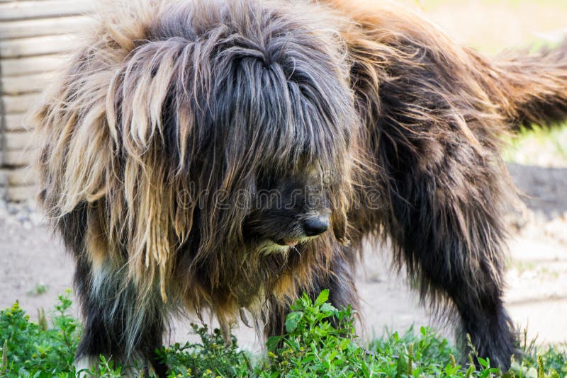 Rustic Big Shaggy Dog Overgrown with Wool Stock Image - Image of floor ...