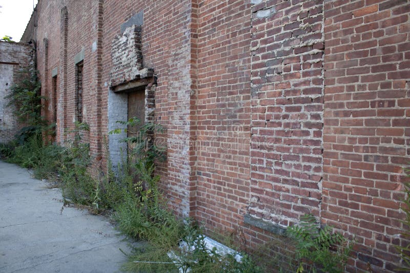 Rustic Brick Wall with Vibrant Green Vines Growing Up the Sides Stock ...