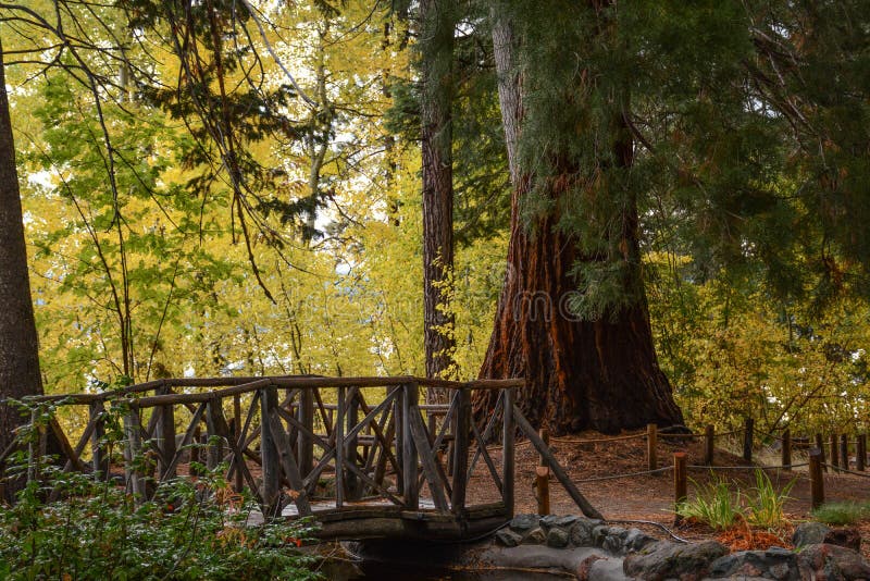 A Rustic Bridge and Sequoia Tree Stock Image - Image of giant, state ...