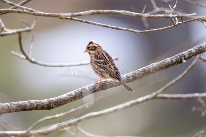 Rustic Bunting Perching on a Branch of Tree Stock Image - Image of ...