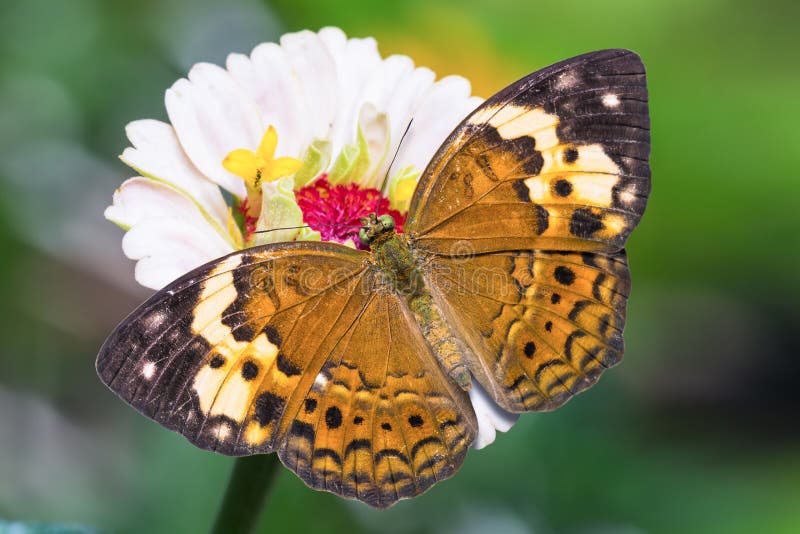 The Rustic butterfly stock image. Image of footed, antennae - 79574491