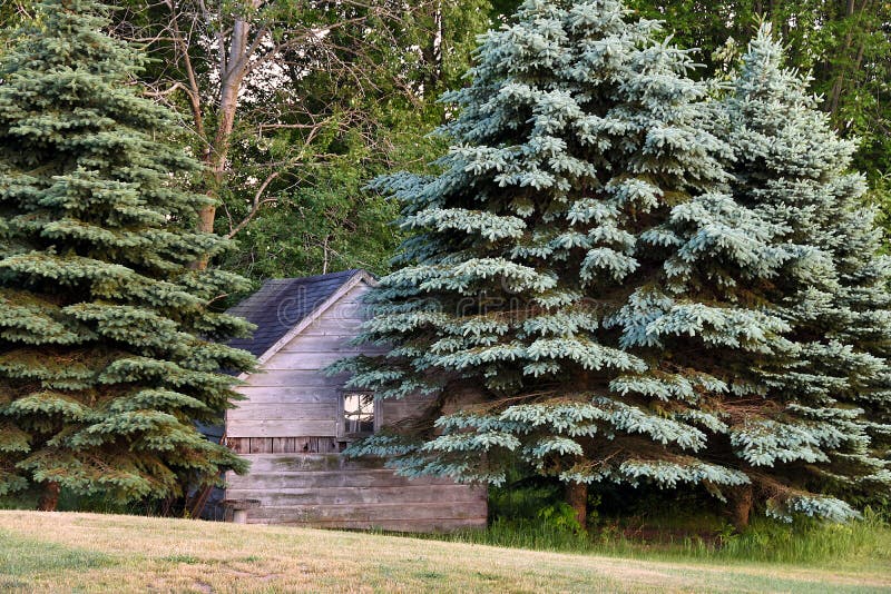 Rustic cabin in pine trees stock image. Image of summer - 74622295