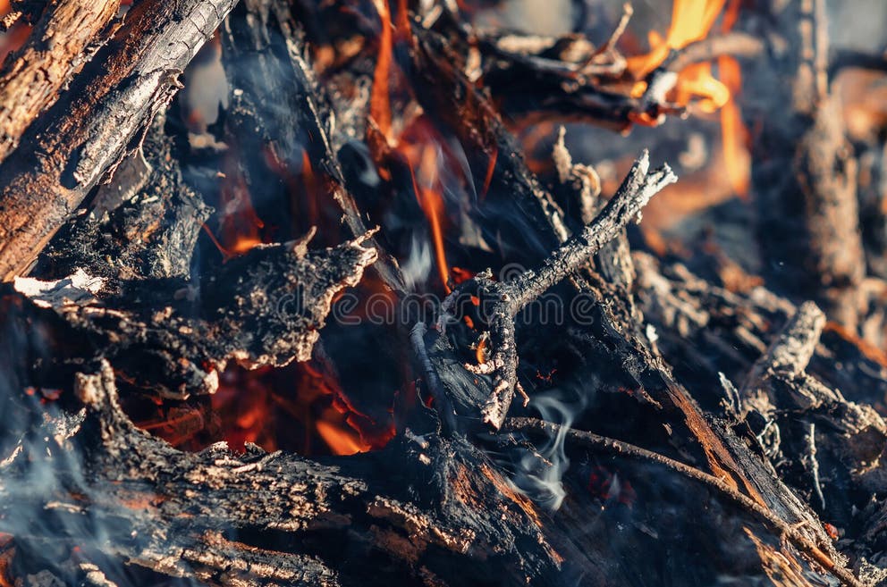 Rustic Campfire Flames Dancing on Wood in Fall Forest Stock Image ...