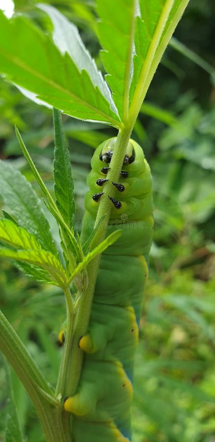 Rustic Caterpillar Pincers stock image. Image of pincers - 164804415