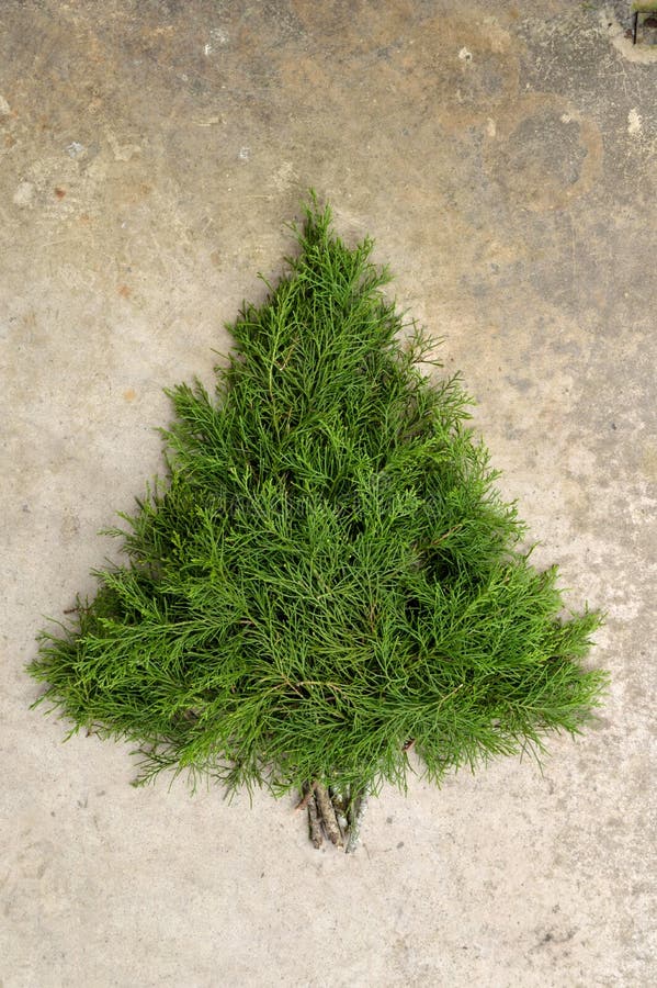 Rustic Cedar Christmas Tree Background Stock Photo - Image of christmas ...