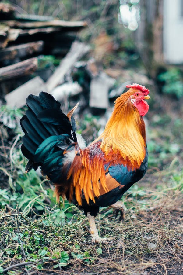 107 Courtyard Rustic Animals Stock Photos - Free & Royalty-Free Stock ...