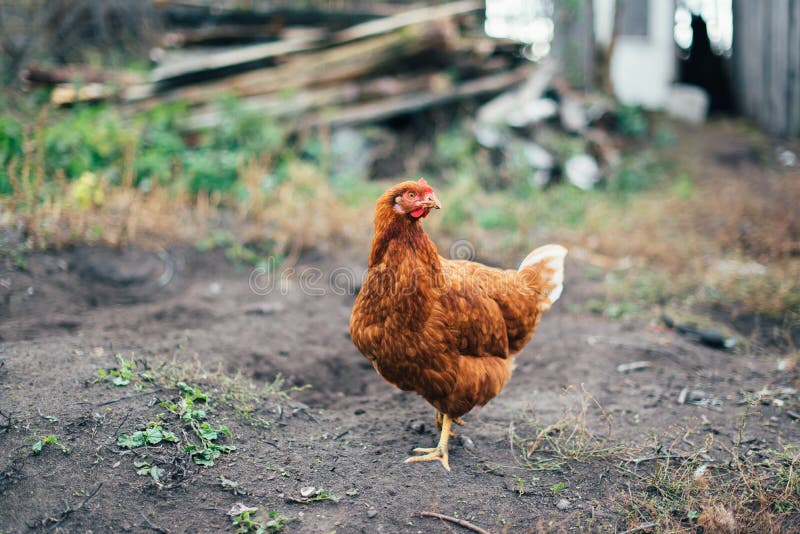 Rustic Chicken in a Natural Environment Stock Image - Image of ...