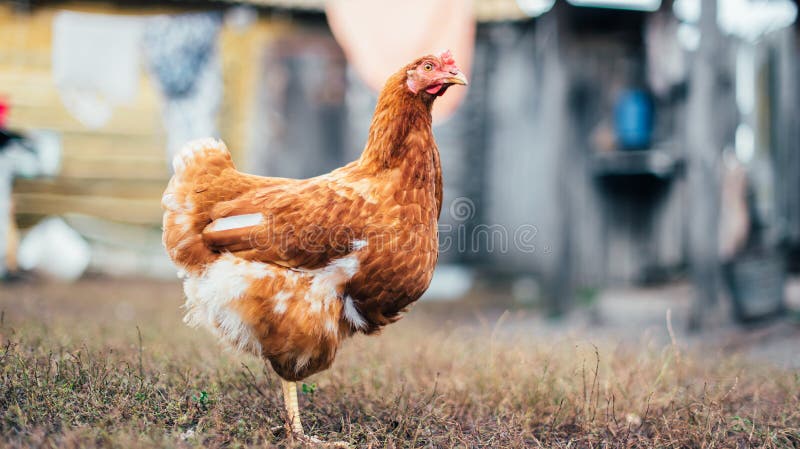 Rustic Chicken in a Natural Environment Stock Photo - Image of farm ...