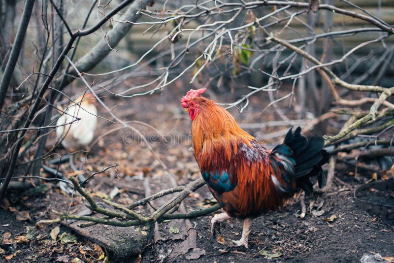 Rustic Chicken in a Natural Environment Stock Image - Image of feather ...