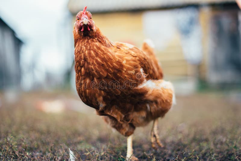 Rustic Chicken in a Natural Environment Stock Photo - Image of ...