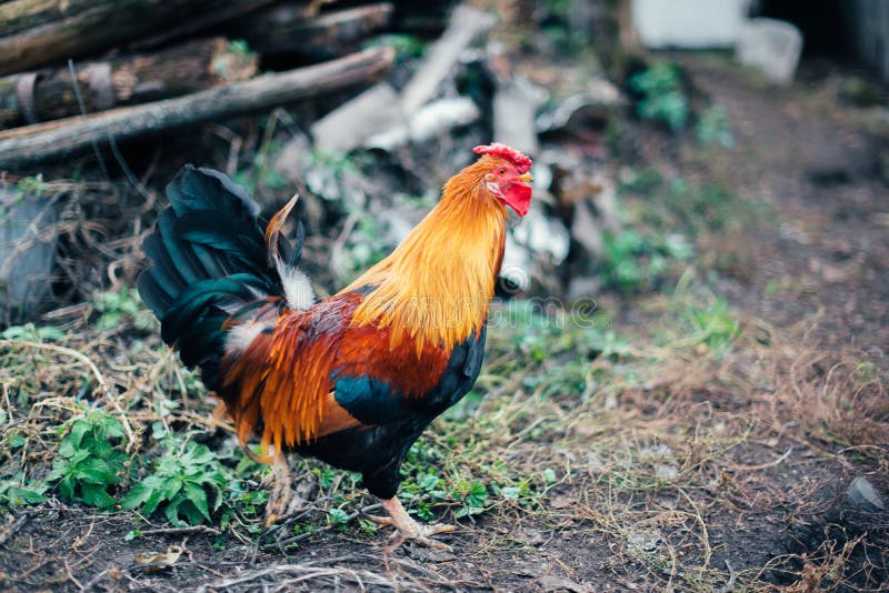 Rustic Chicken in a Natural Environment Stock Image - Image of farming ...