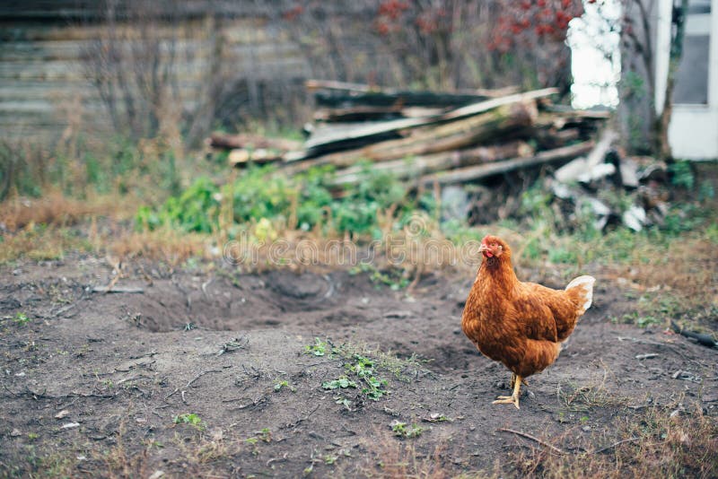 Rustic Chicken in a Natural Environment Stock Photo - Image of animals ...