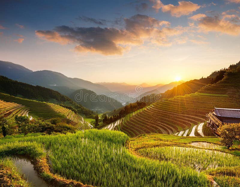 A Rustic Chinese Countryside Scene with Terraced Rice Fields Glowing ...