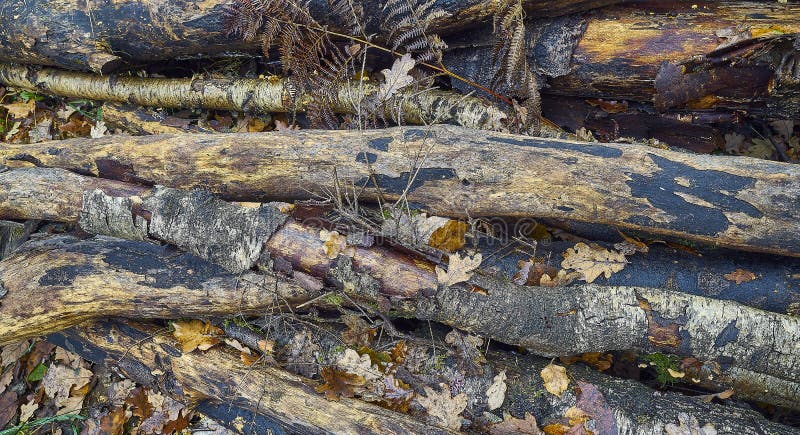 239 Rotting Wood Pile Stock Photos - Free & Royalty-Free Stock Photos ...