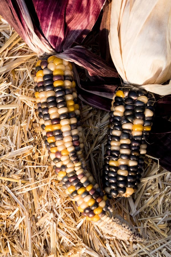 Rustic and Colorful Corn on a Hay Bale Stock Photo - Image of healthy ...