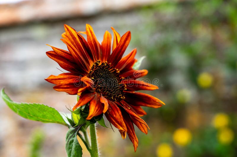 Rustic Copper-Toned Sunflower in Full Bloom with a Soft-Focus Backdrop ...