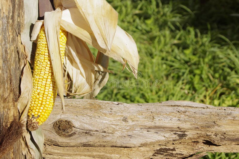 Rustic corn stock photo. Image of corn, wood, decoration - 71370698