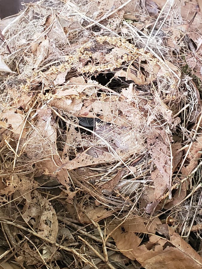Rustic Country Robin& X27;s Roosted Nest Stock Photo - Image of robins ...