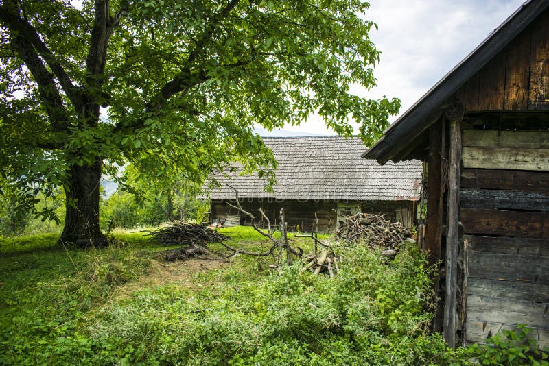 Rustic Courtyard with a Big Tree Stock Image - Image of sticks, village ...