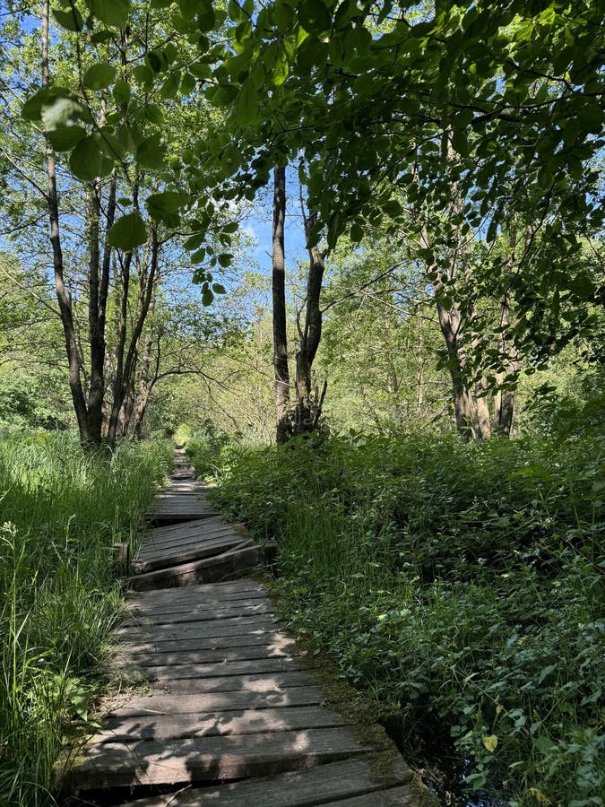 A Rustic Damaged Wooden Walkway through a Forest. Stock Image - Image ...