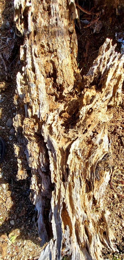 Rustic Decayed Dried Tree Stump Textures Nature Plants Stock Photo ...